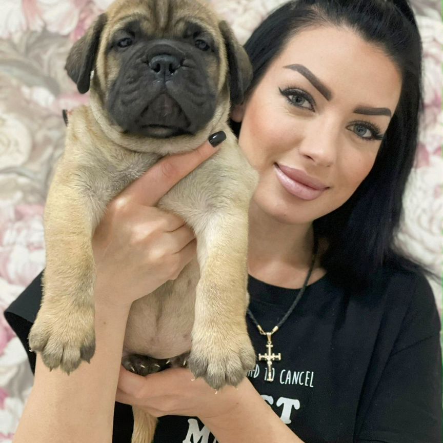 Бульмастиф