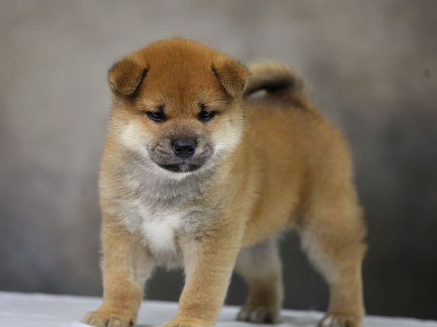 Кобель Сиба Ину