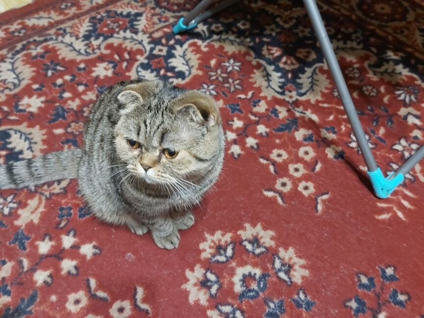 Шотландская кошка вязка