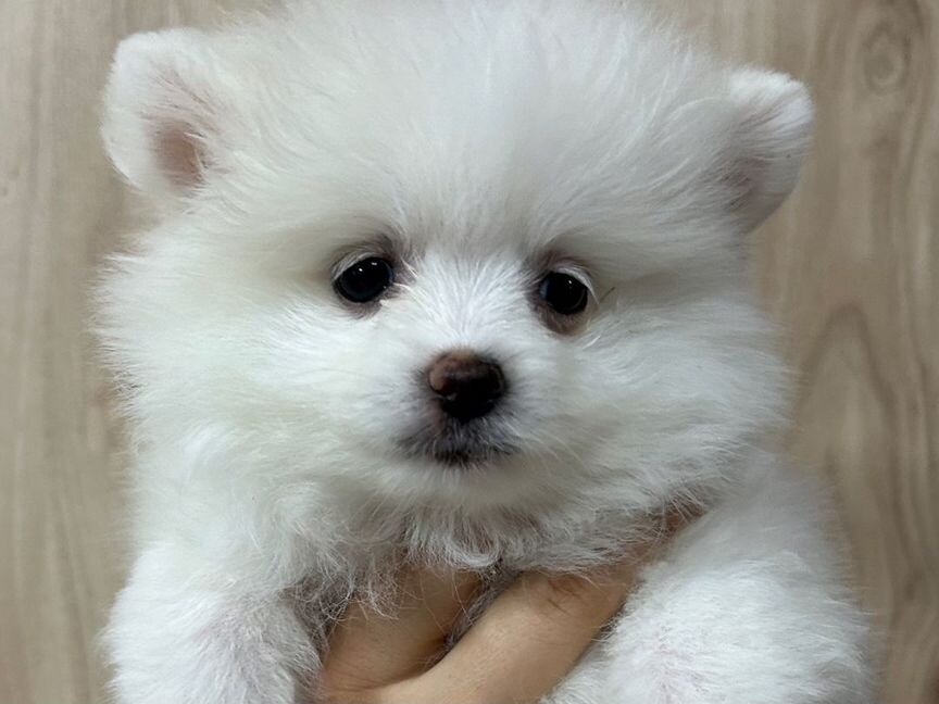 Белые малышки шпица с документами РКФ