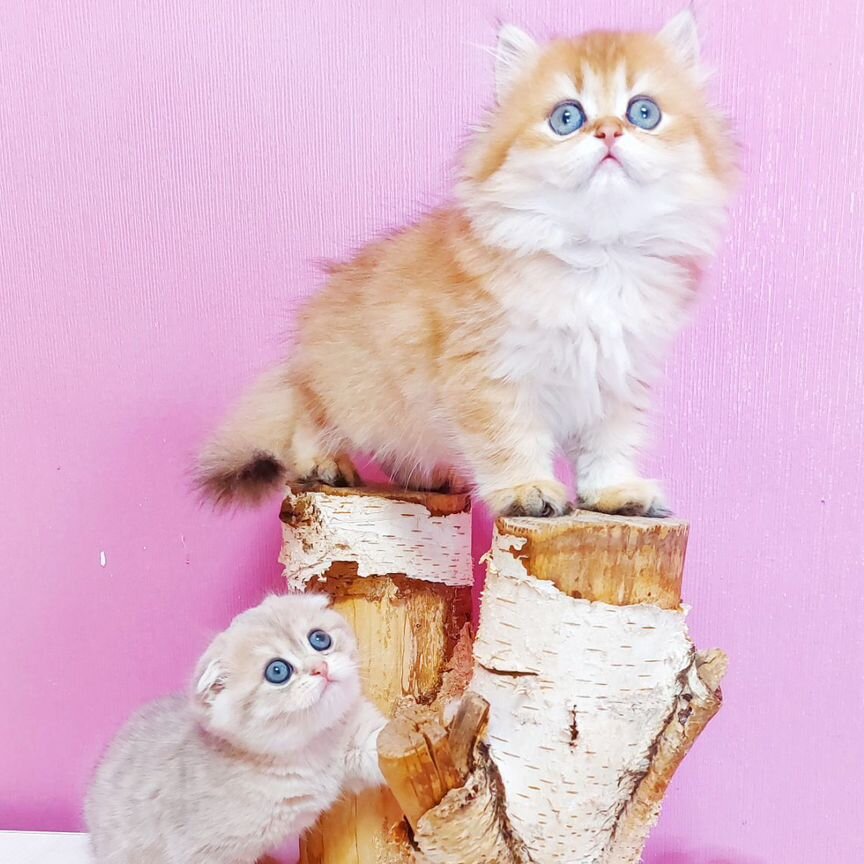 Британские котята