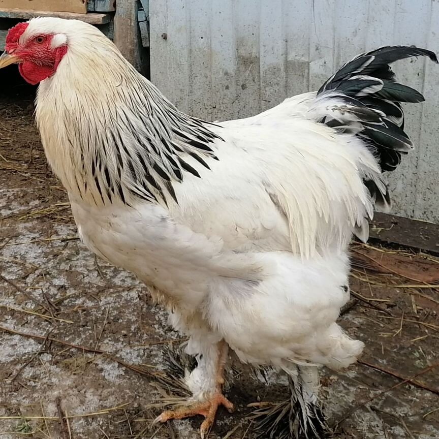 Петухи на выбор