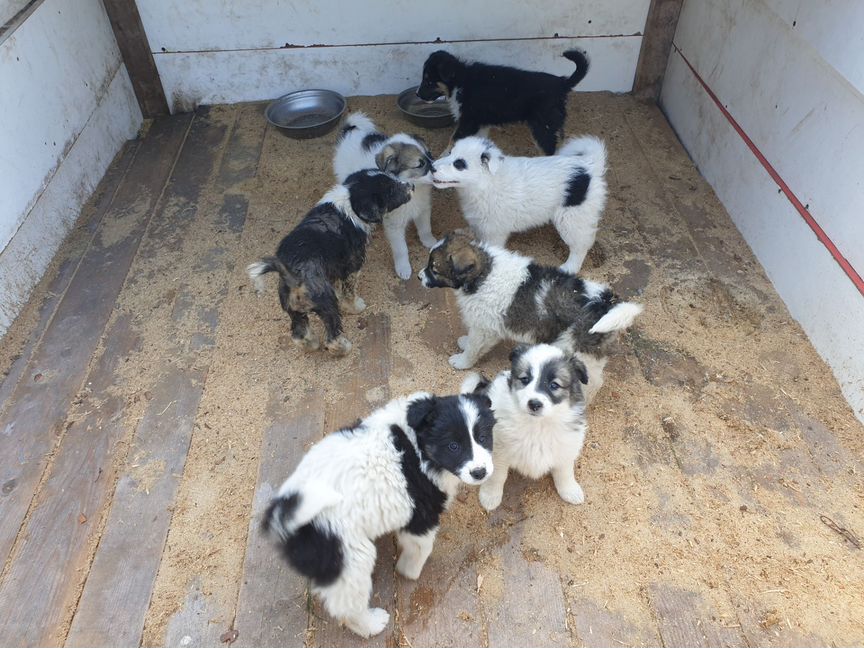 Щенки бесплатно в добрые руки