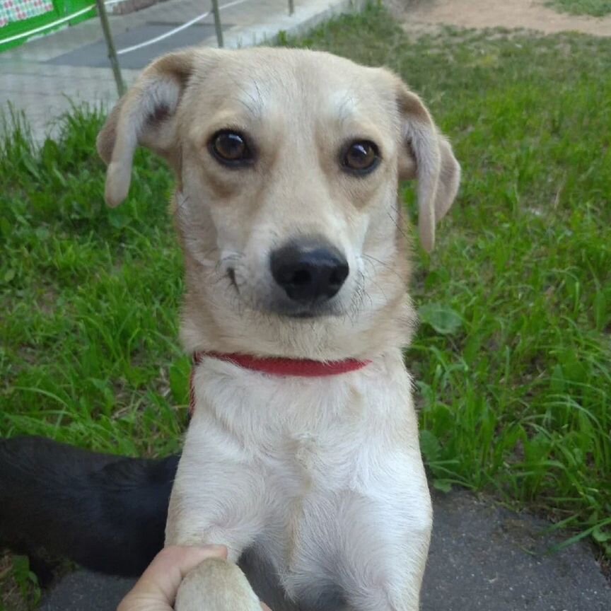 Жертва большого предательства ищет дом