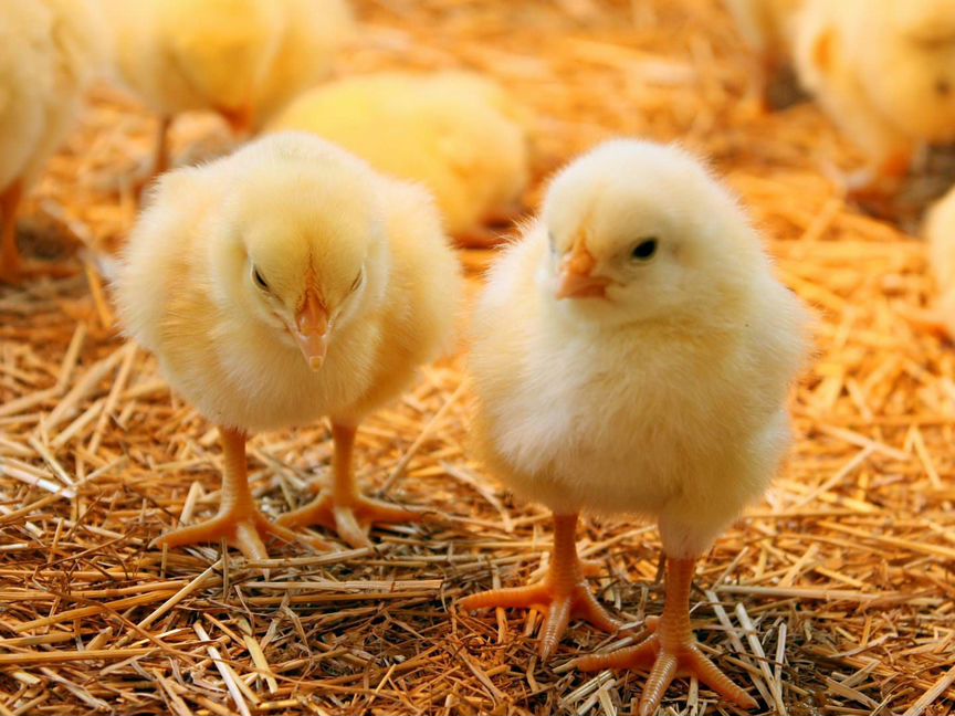 Цыплята бройлеры