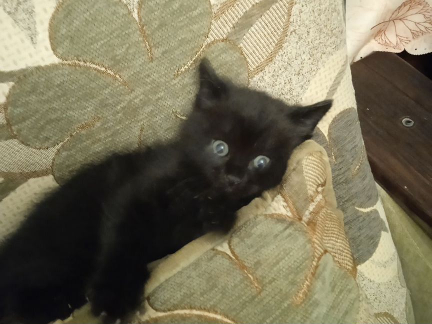 Котёнок - мальчик
