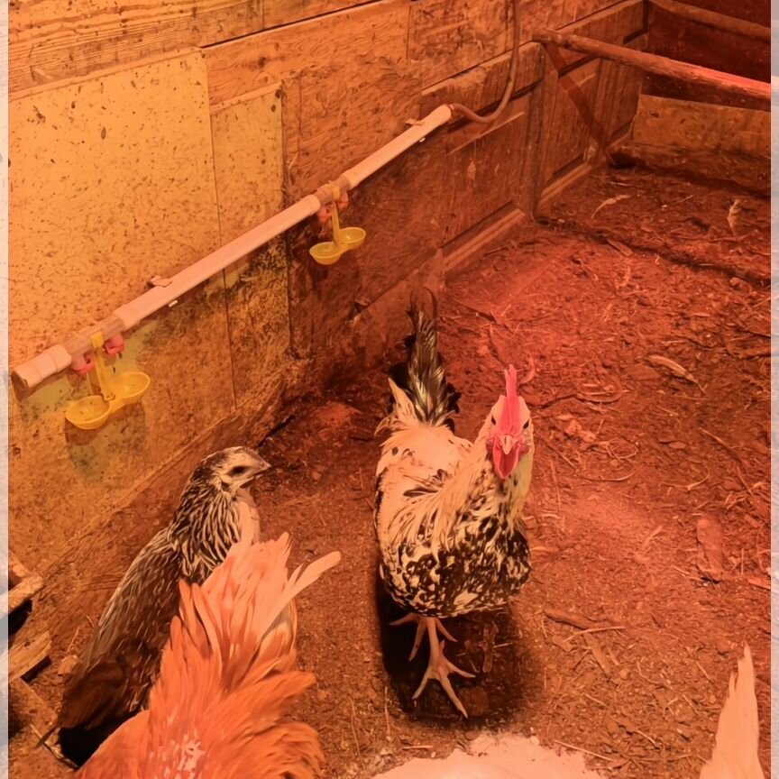 Домашние молодые петухи