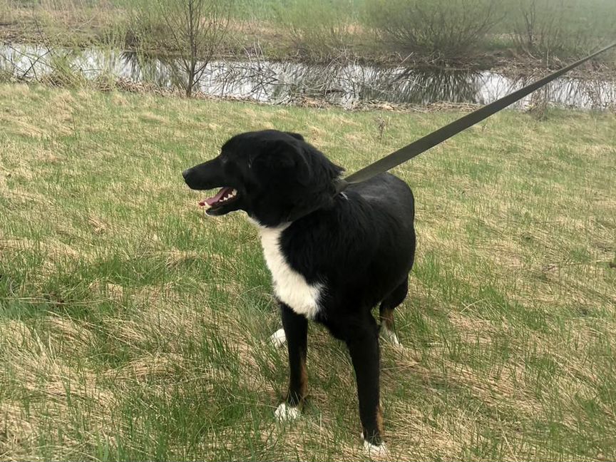 Френки в добрые руки