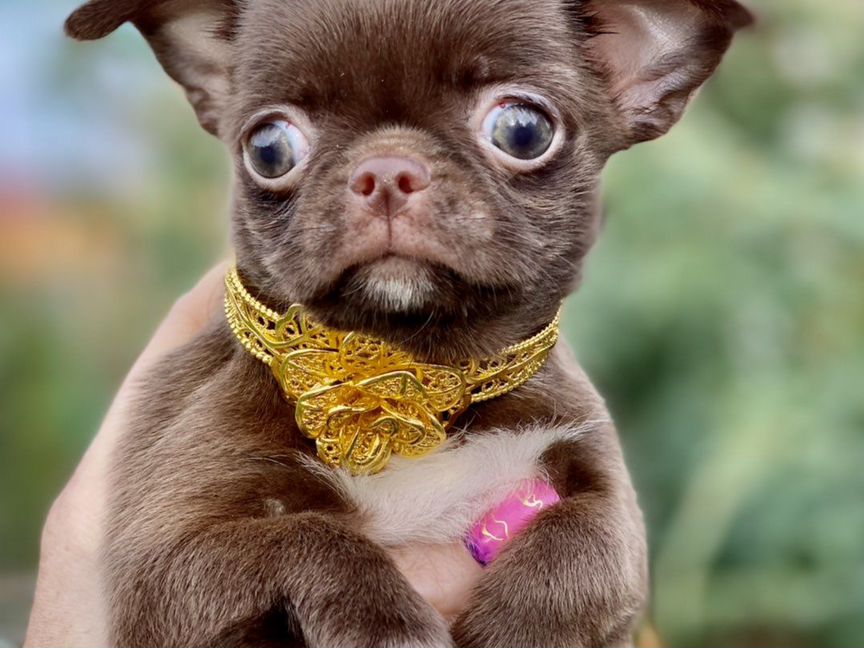 Чихуахуа девочка вишенка