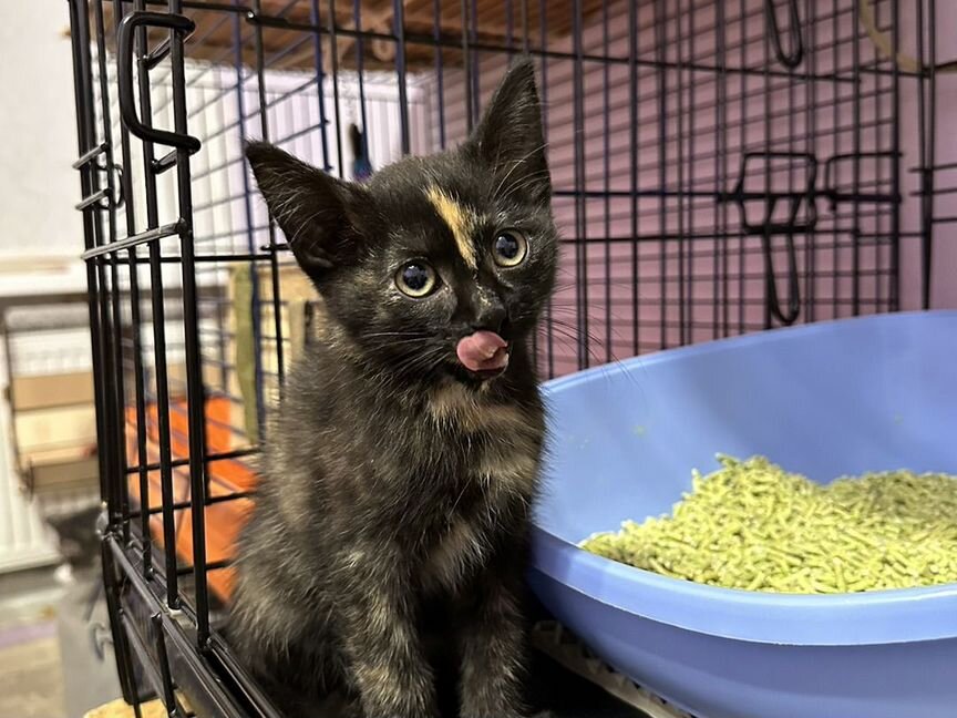 Котенок Аврора 2,5 месяца