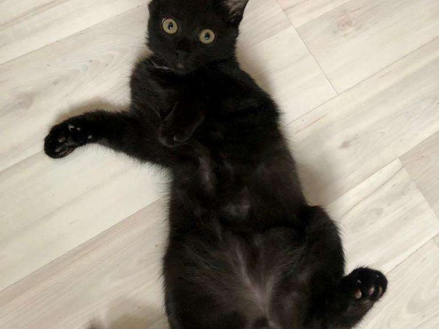 Ласковый котенок Блэк в заботливую семью