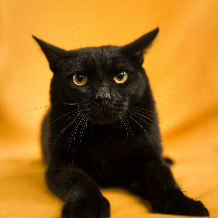 Джеймс Степанович Бонд. Агент вашего сердца