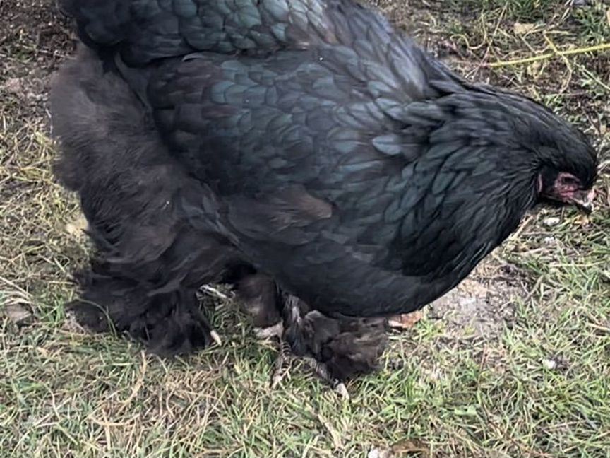 Инкубационное яйцо кур брама