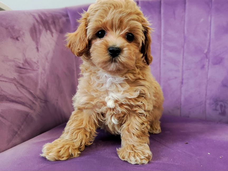 Собака Мальтипу ф1