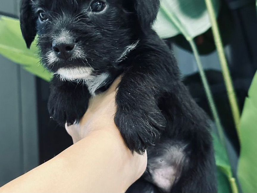 Щенки метисы маленькие