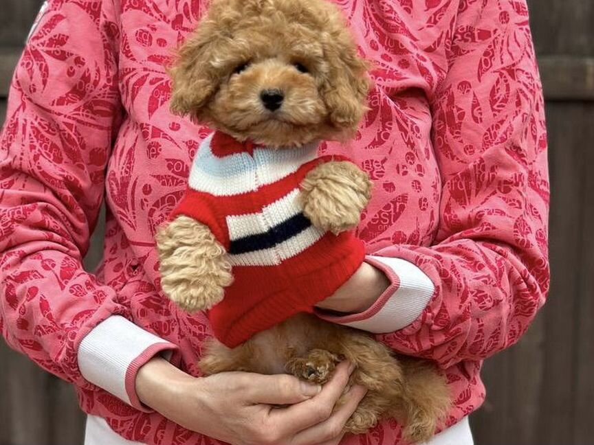 Игрушечный малыш Мальтипу