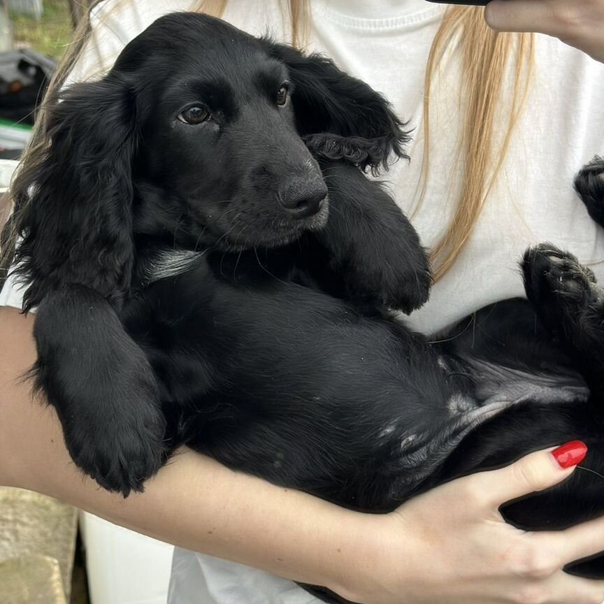 Русский охотничий спаниель, щенок