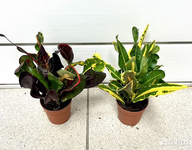 Кодиеум кротон мамми купить в Санкт-Петербурге | Товары для дома и дачи ...