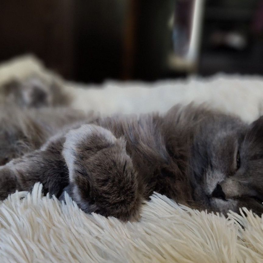 Молодая кошечка в добрые руки