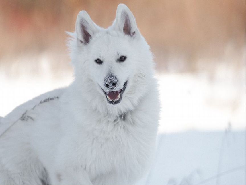 Вязка кобель Белая Швейцарская Овчарка