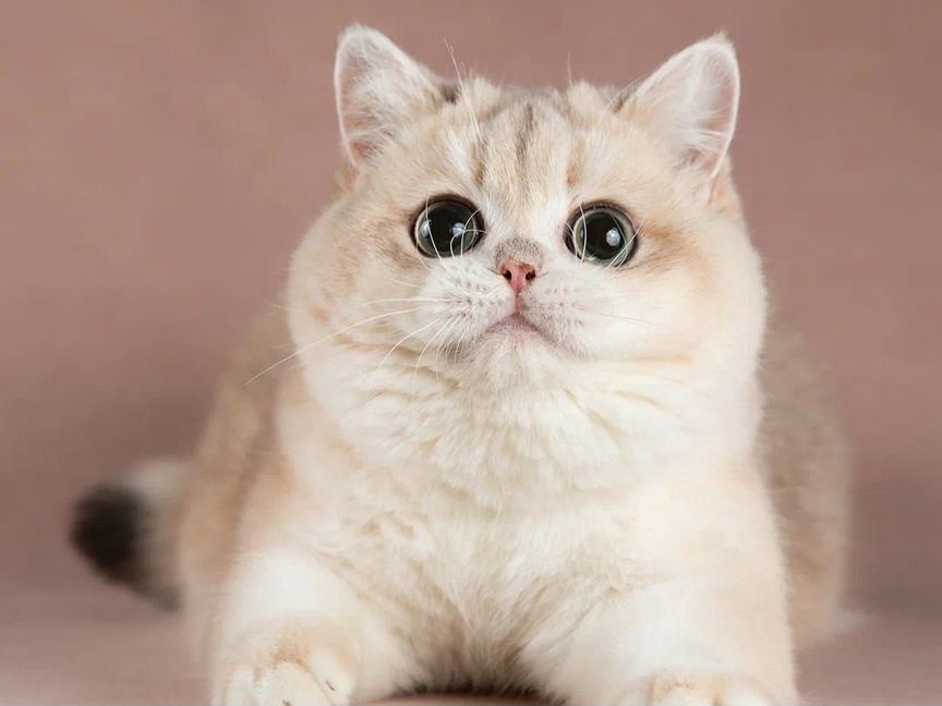 Котик британская шиншилла голубое золото