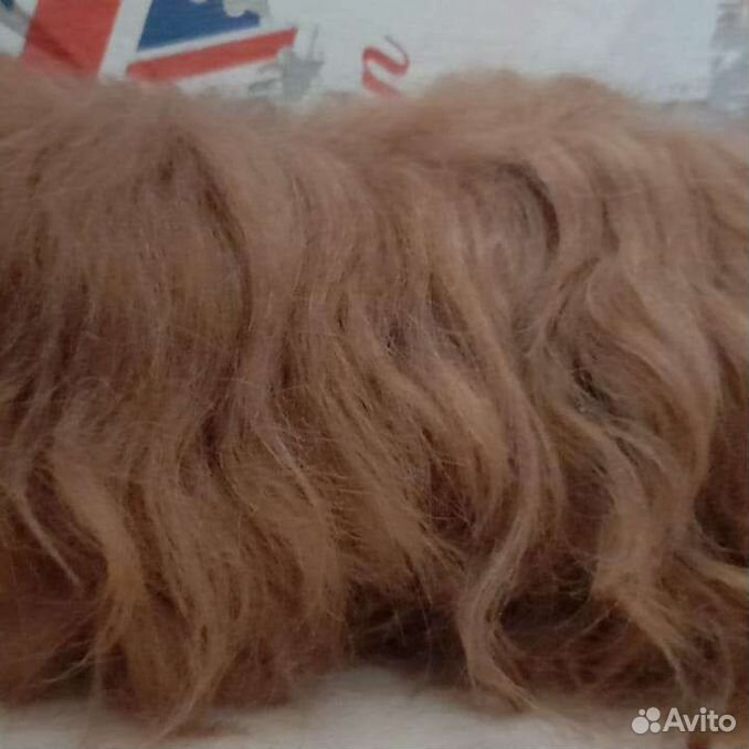 Морская свинка Красавец Тексель