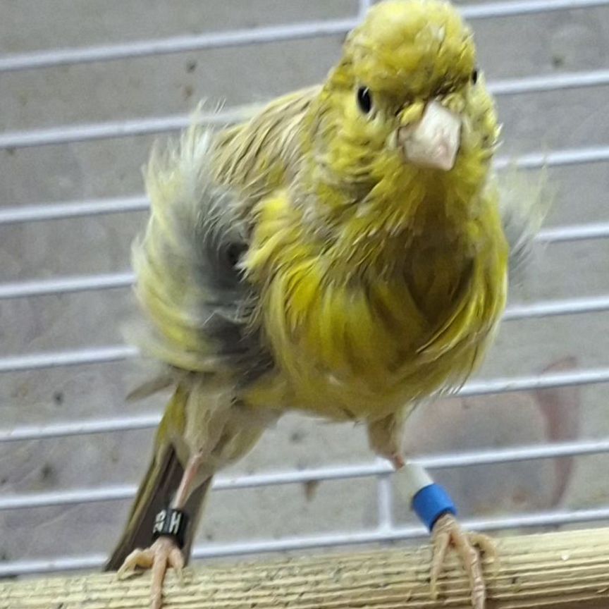 Курчавая канарейка фиорино. Самец