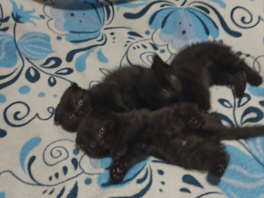 Кошки