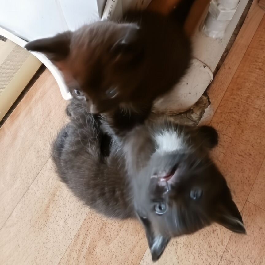 Котёнок в добрые руки