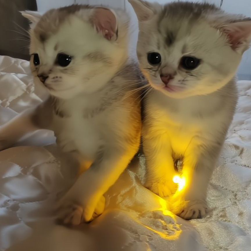 Шотландский прямоухий короткошёрстный котёнок