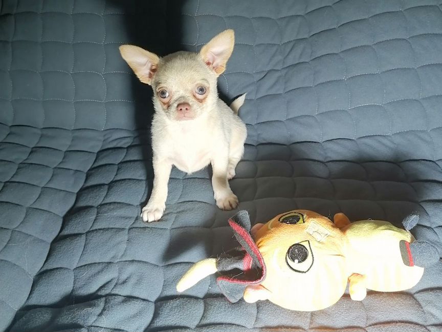 Чихуахуа мини Кобби