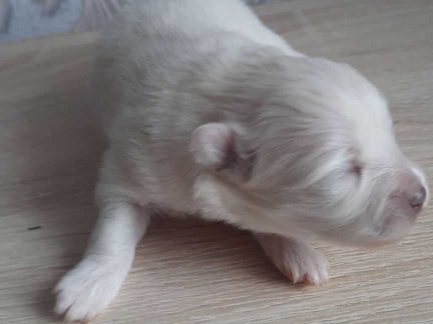 Белоснежные девочки