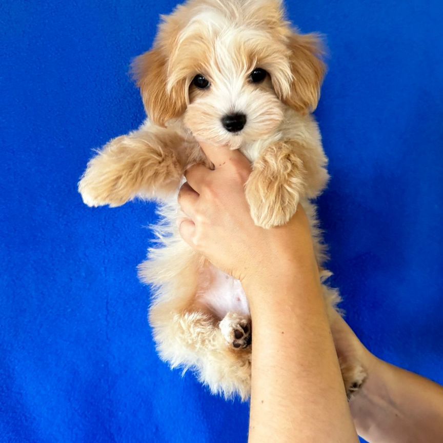 Мальтипу F1 малыш мини от папы Чемпиона