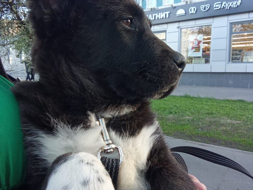 Туркменский алабай