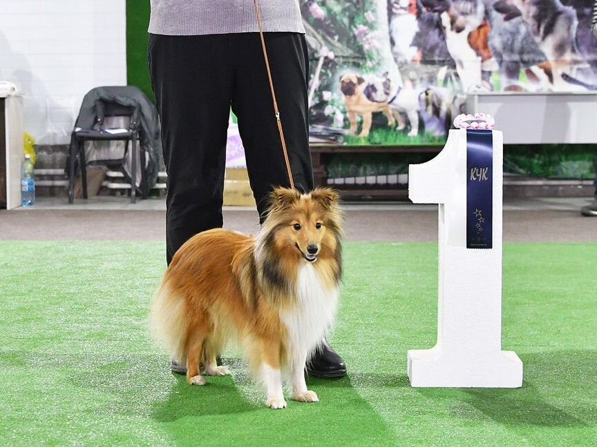 Предлагаю 2 соболиных мальчиков шелти