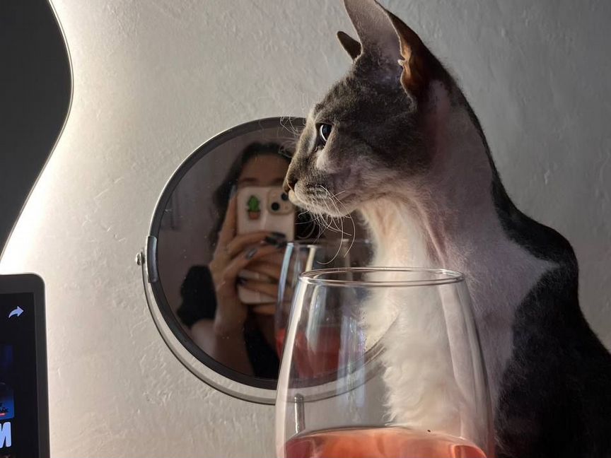 Котенок Корниш рекс