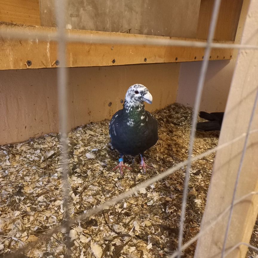 Немецкий выставочный голубь