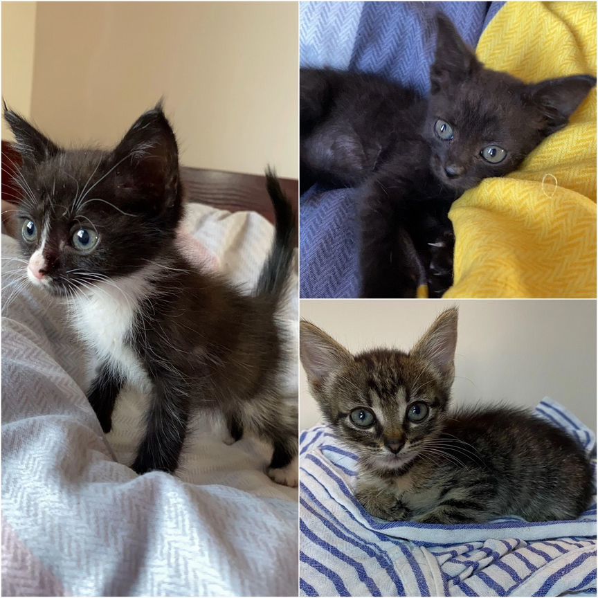 Котята в добрые руки