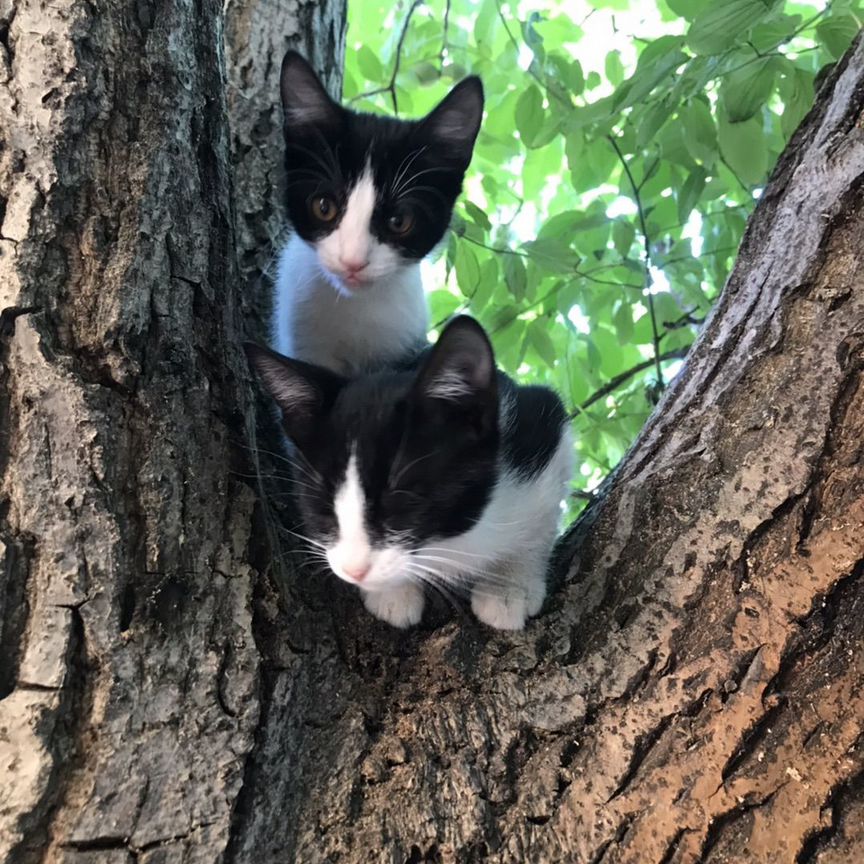 Кошечки в добрые оуки