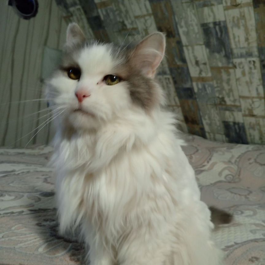 Шикарный кот