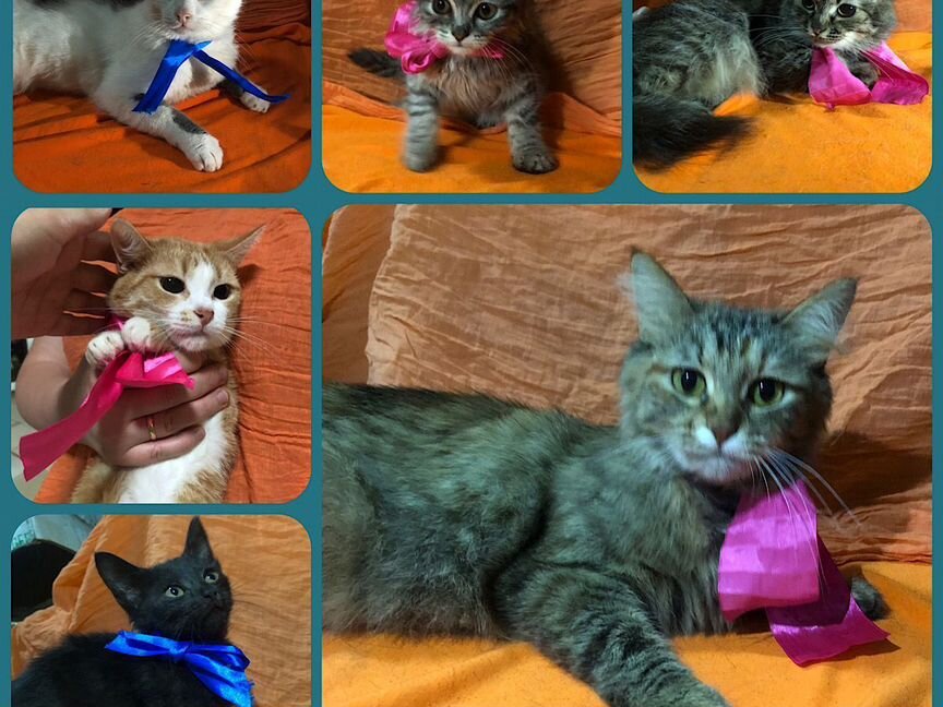 Кошки и коты в добрые руки