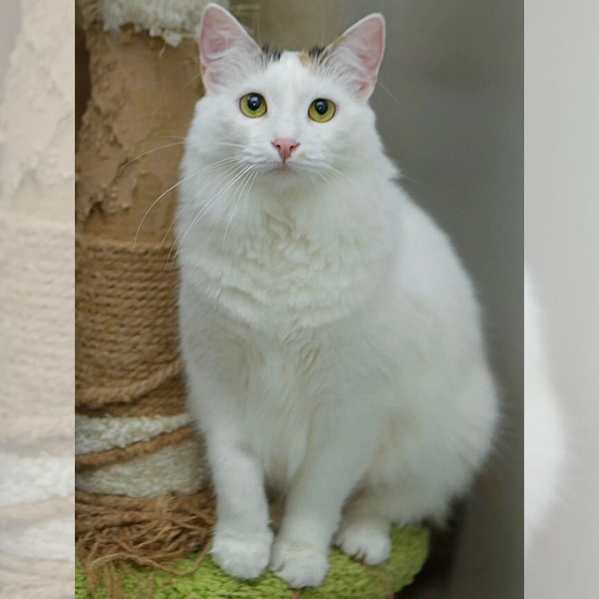 Взрослая, Девочка кошка в добрые руки