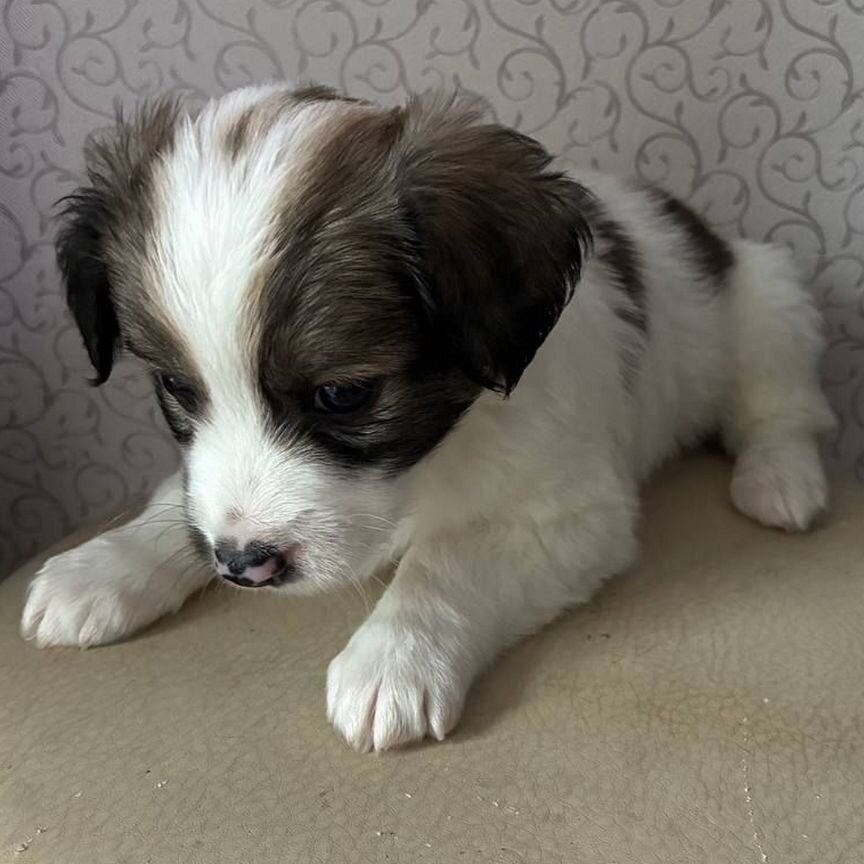 Русская цветная болонка, щенок