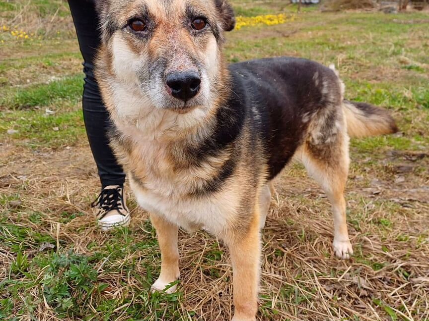 Не молодая собака тоже ищет дом