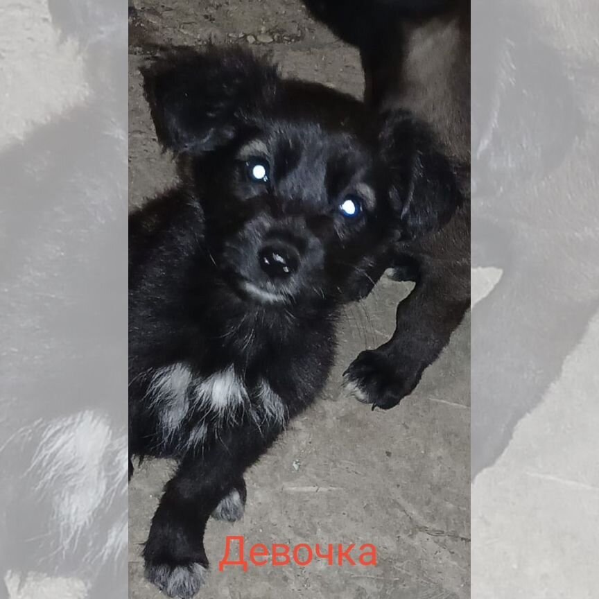 Красоточки ищут любящего хозяина