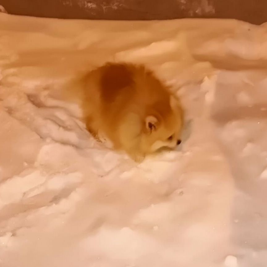 Шпиц