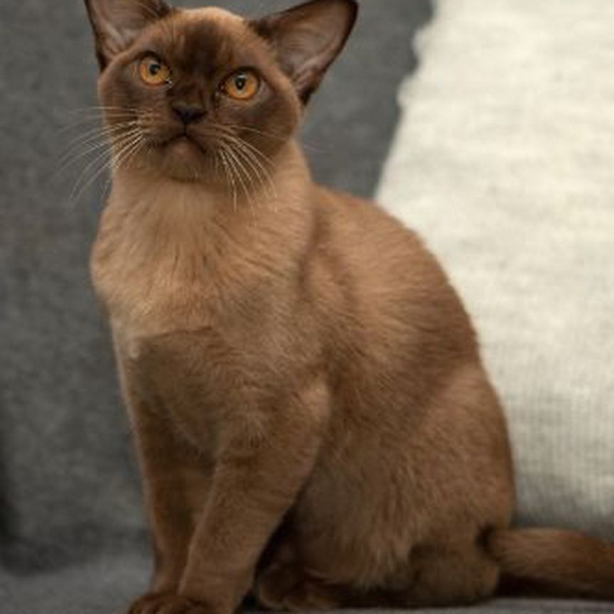 Европейский бурманский котёнок