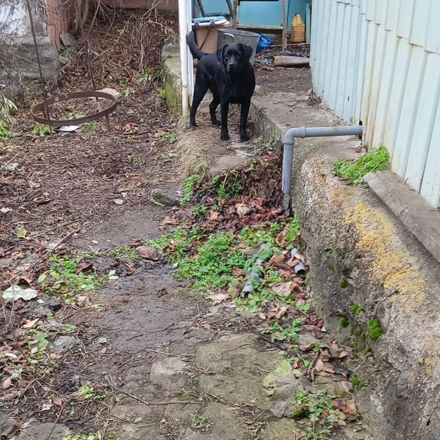 Отдам в добрые руки лабрадора