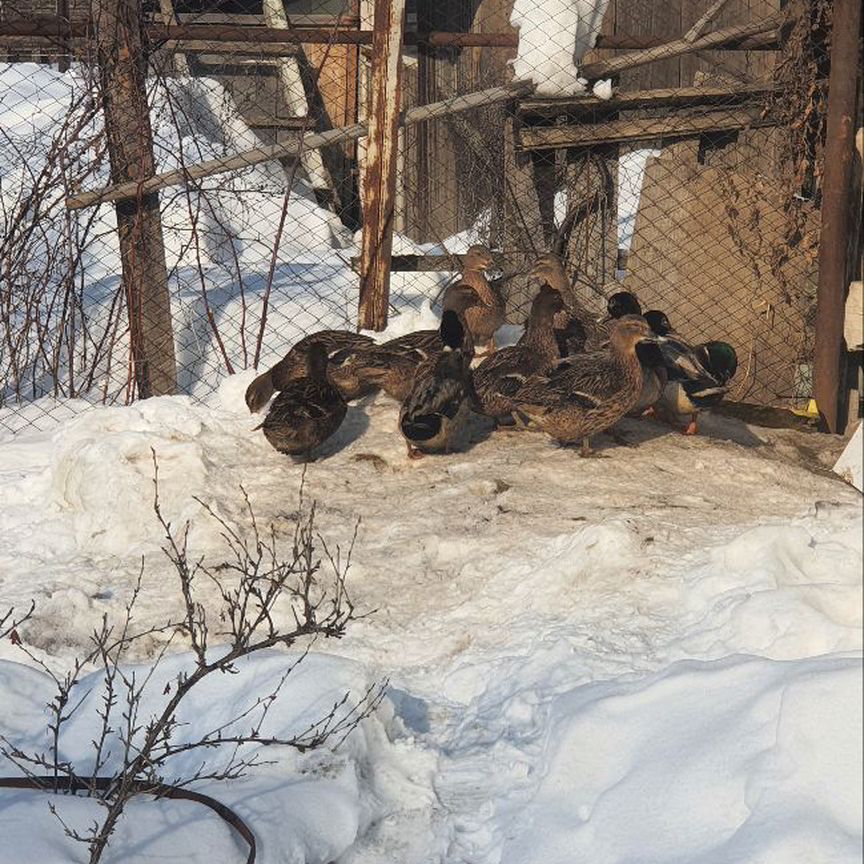 Потсодная утка