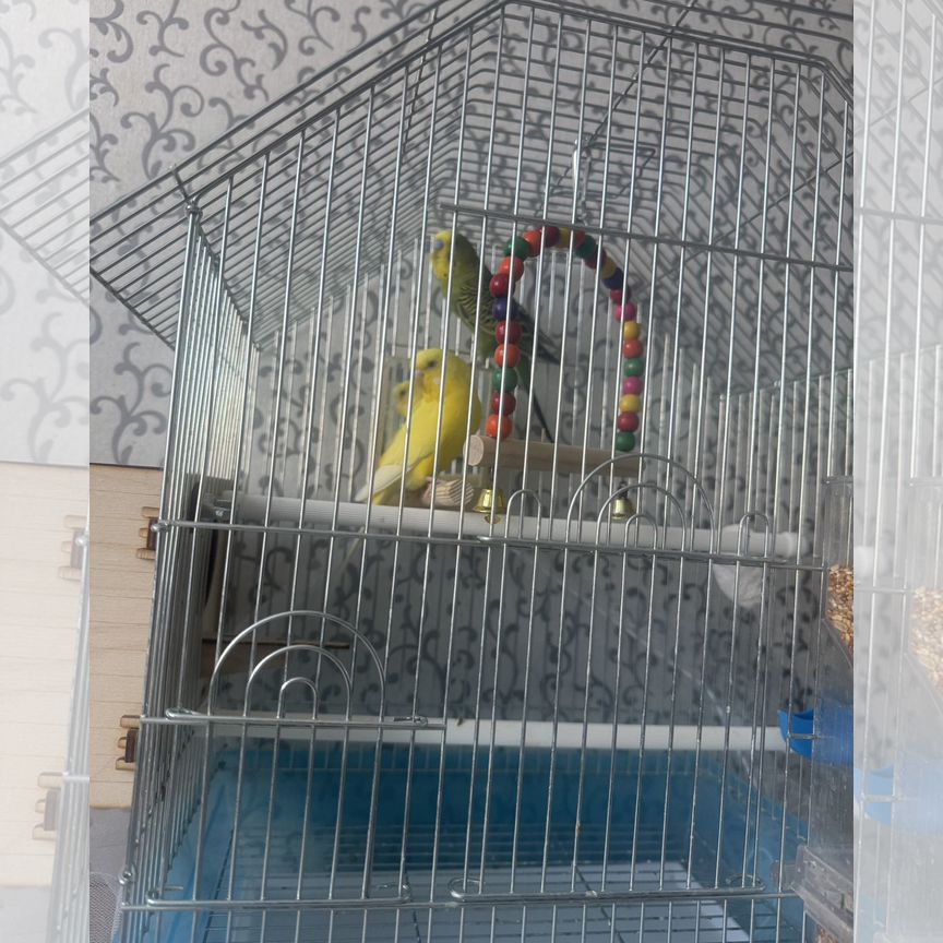 Волнистый попугай с клеткой